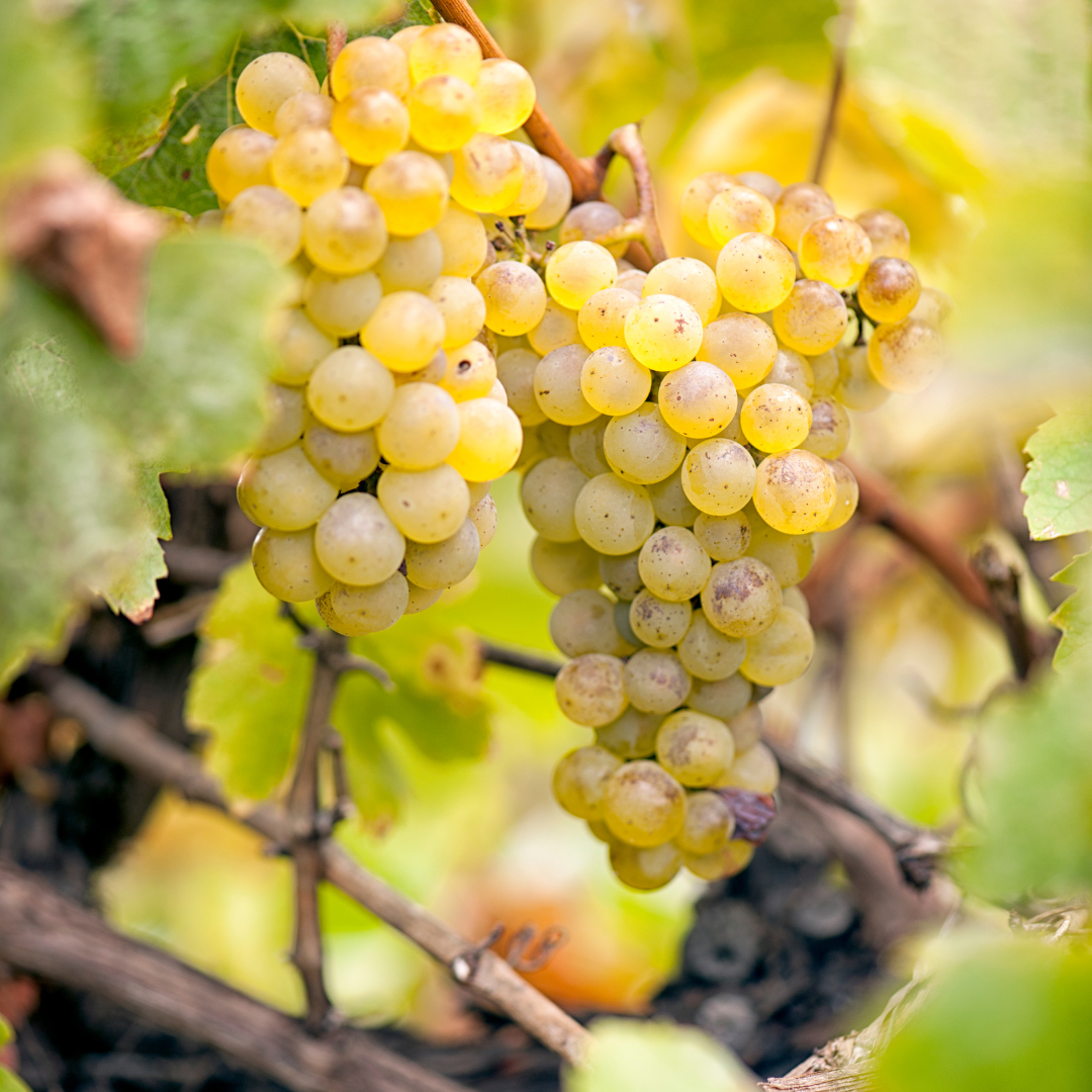 Chardonnay – Mandara Wine